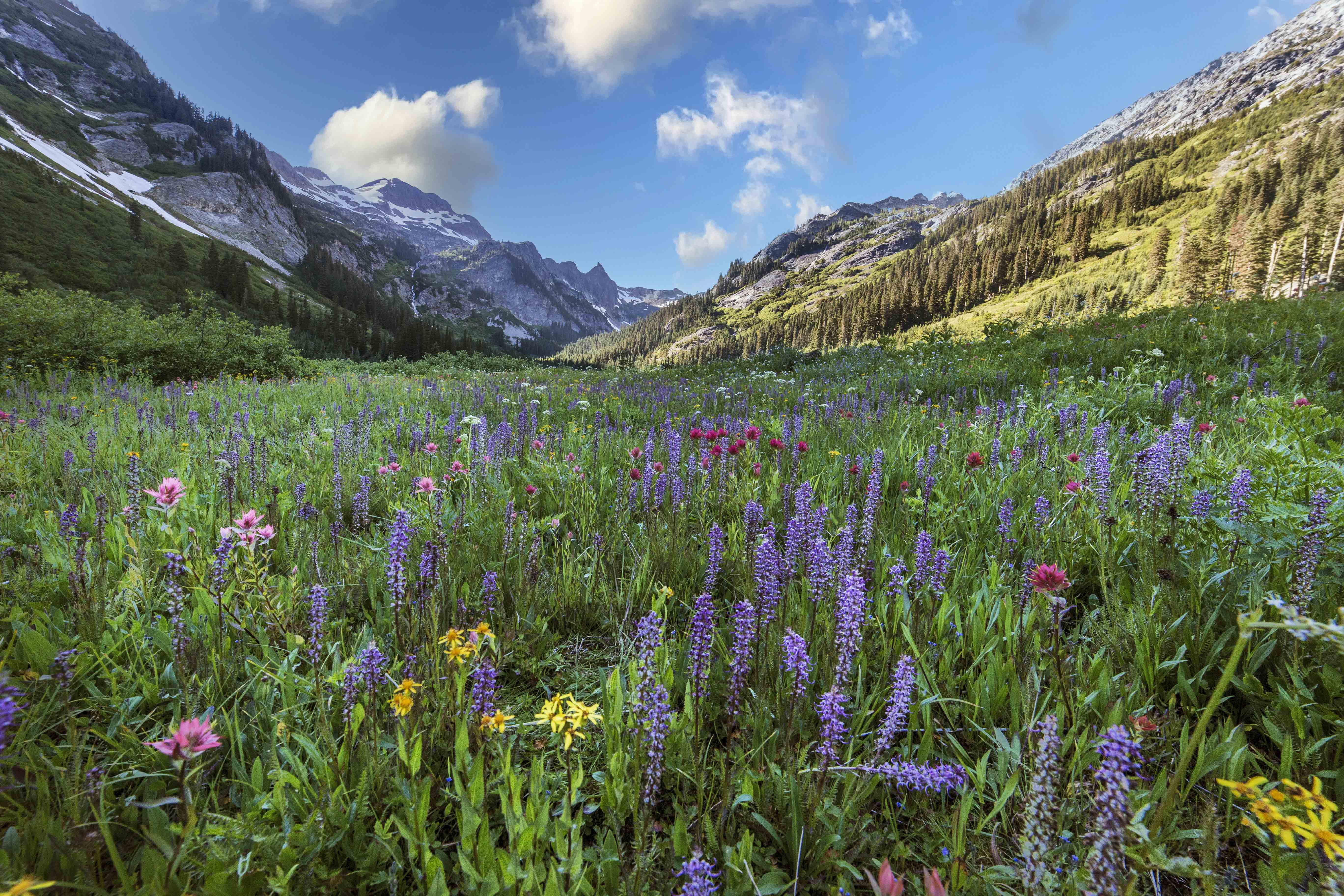 Spider Meadows – Andy Porter Photography