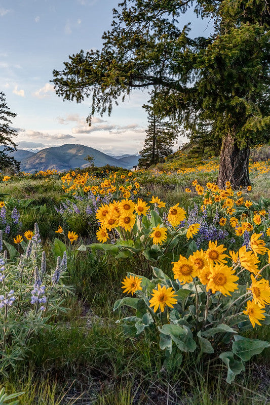 Methow Valley Wildflowers, Sun Mountain – Andy Porter Photography