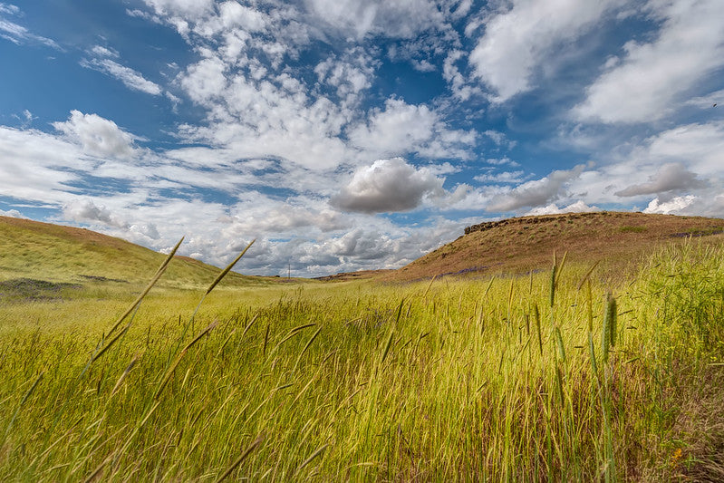 Palouse Grass – Andy Porter Photography