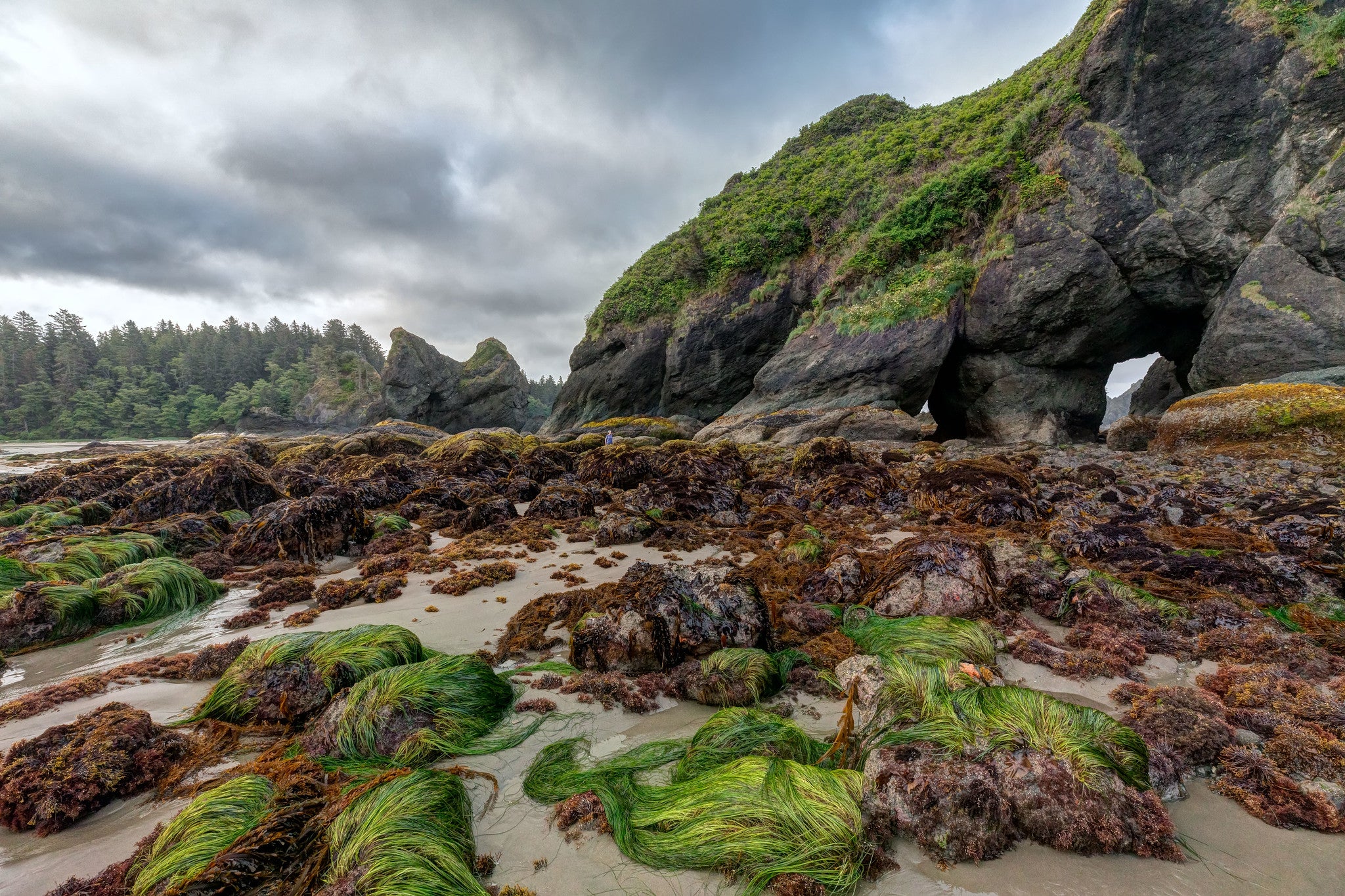 Sea Stacks Point of the Arches, Olympic National Park – Andy Porter ...