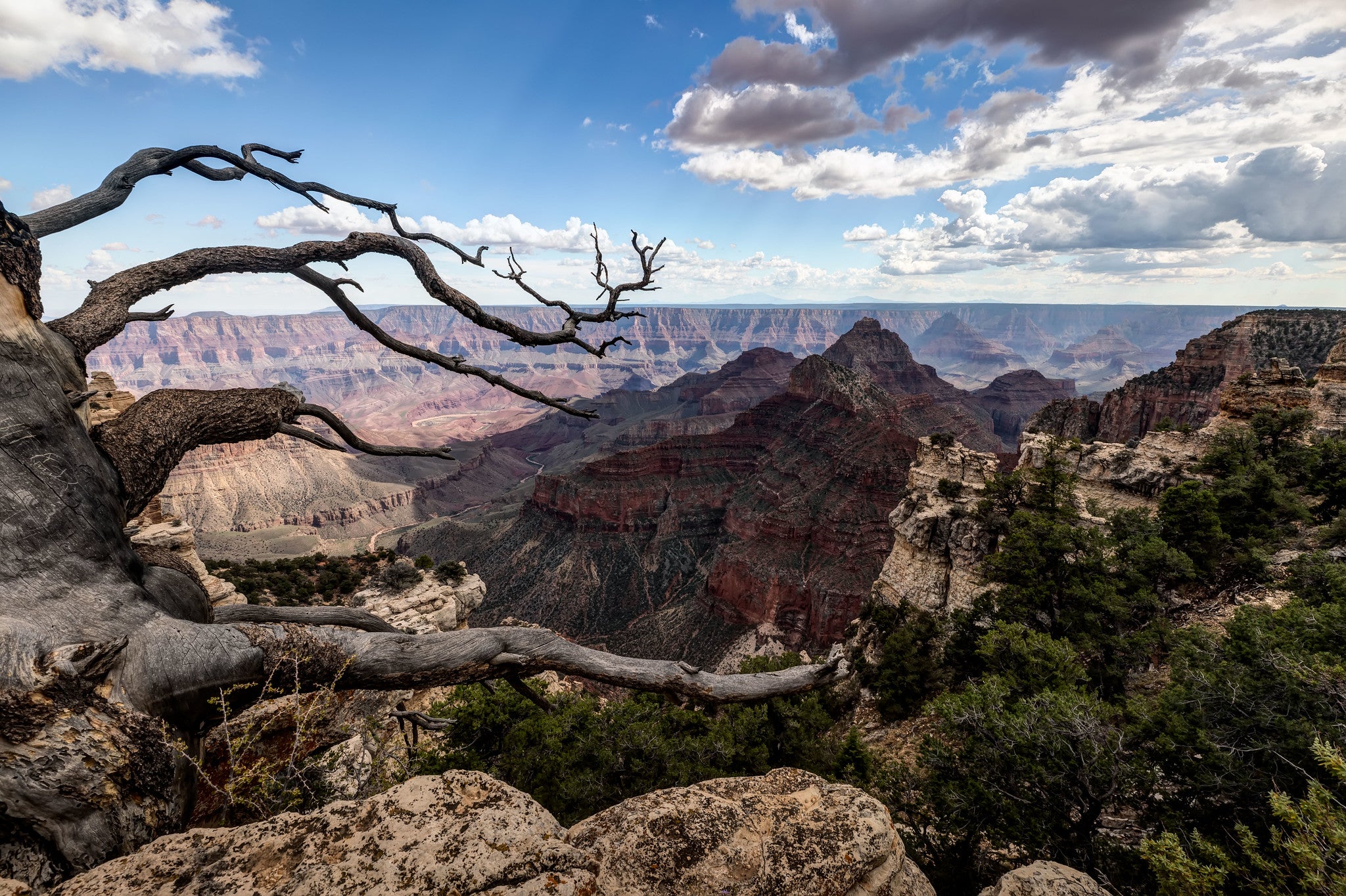 Grand Canyon Old Tree, Arizona – Andy Porter Photography