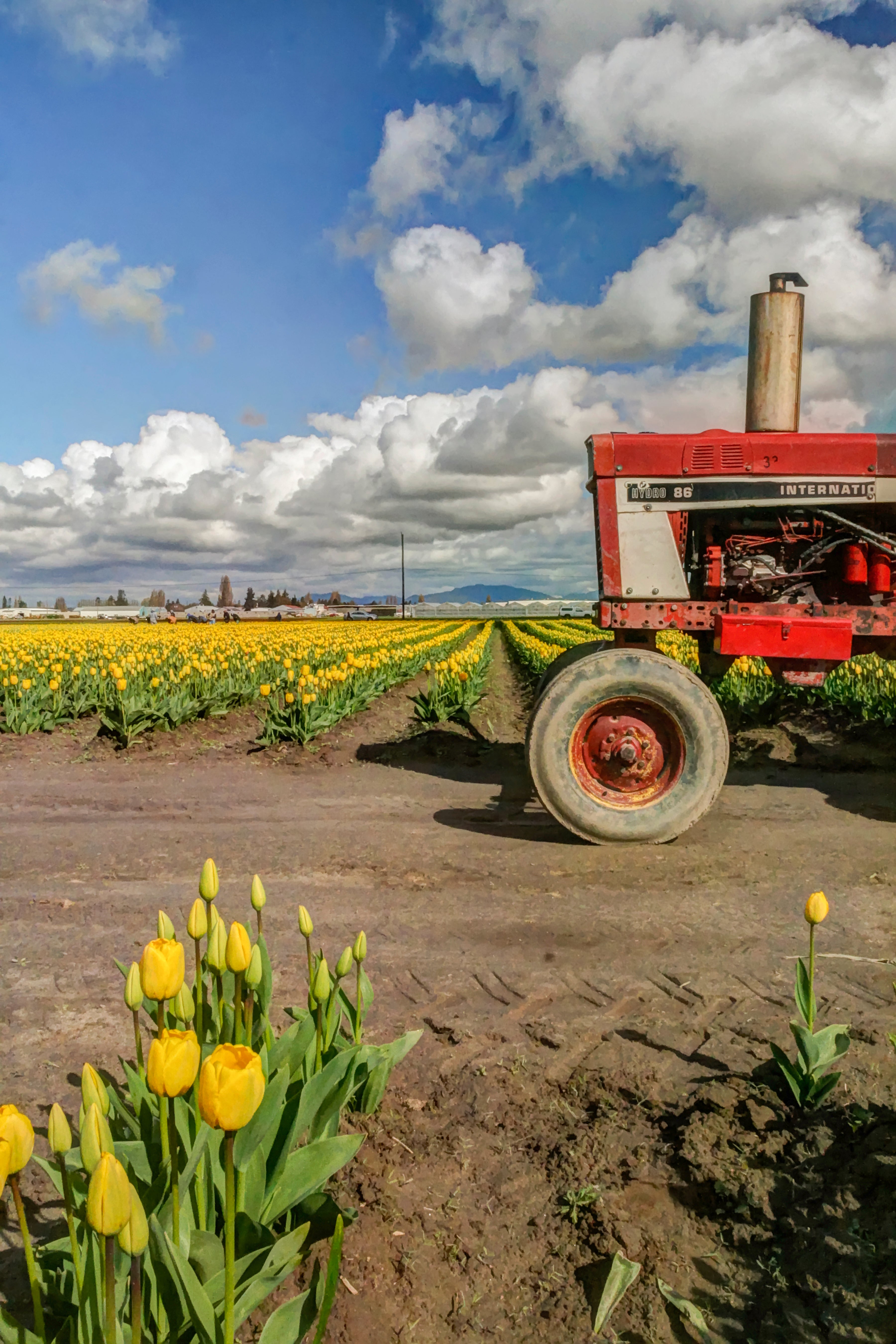Skagit Valley Tulip Festival Tulips and Tractor – Andy Porter Photography